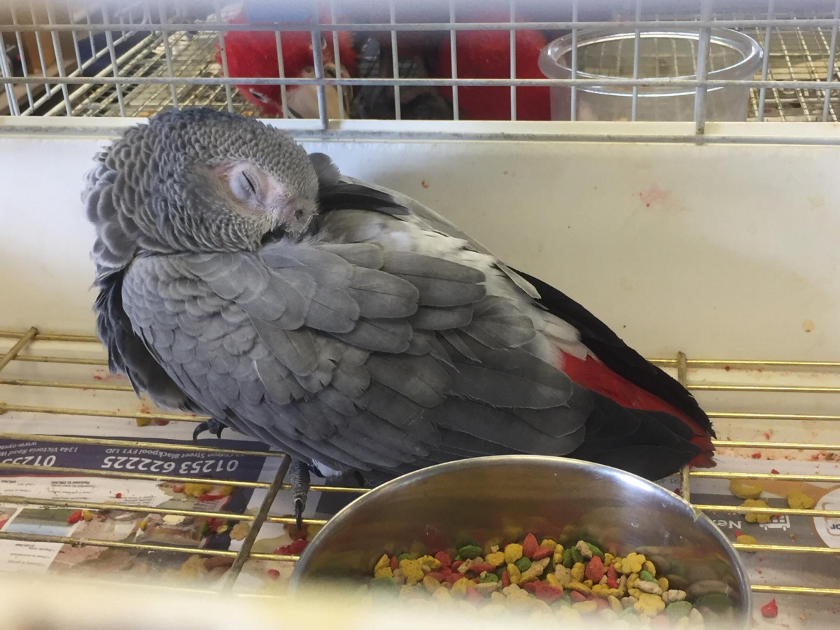 African Grey - Appleton Exotics Breeds & Sells African Greys