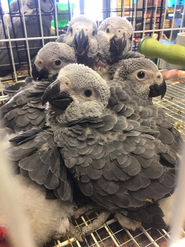 African Grey - Appleton Exotics Breeds & Sells African Greys