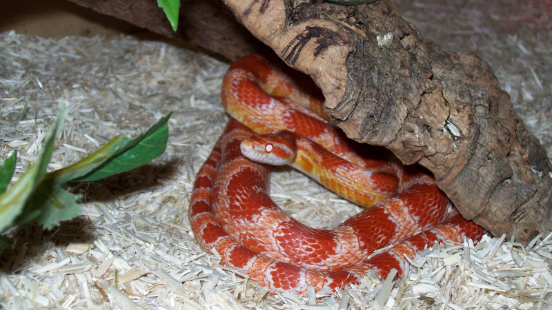 Snakes For Sale In The North West | Appleton Exotics